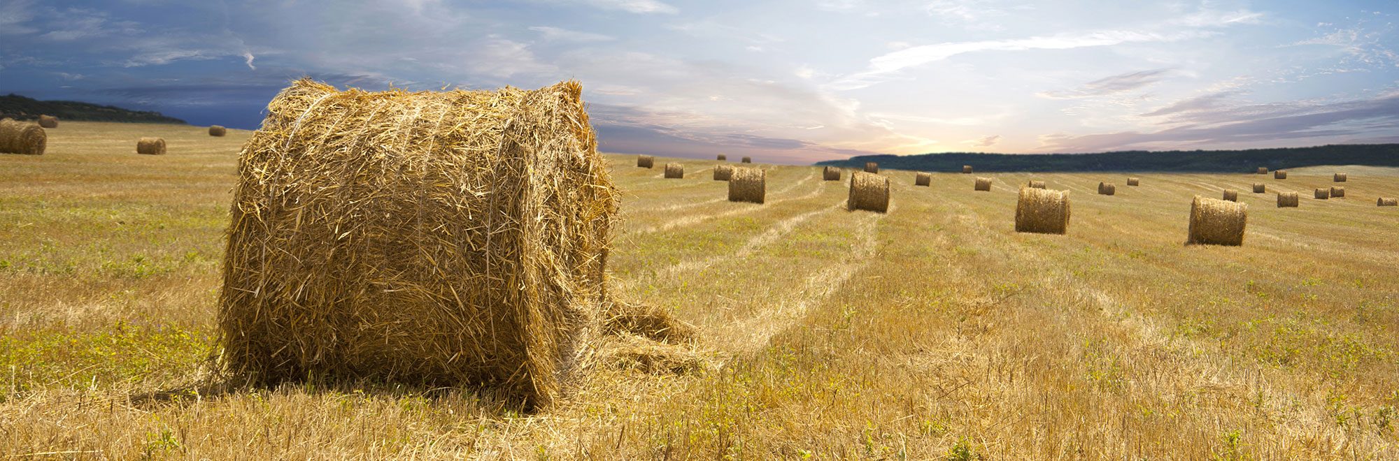 Rural Business School